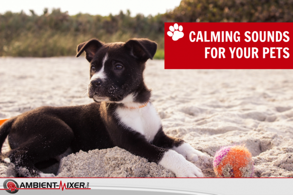 Soothing & Calming Sounds For Pets - The Ambient Mixer Blog